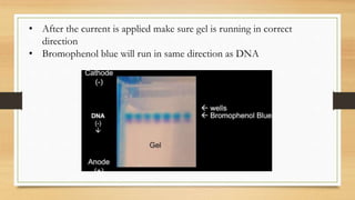 Gel%20Electrophoresis-1.pptx