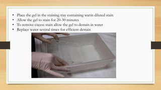Gel%20Electrophoresis-1.pptx