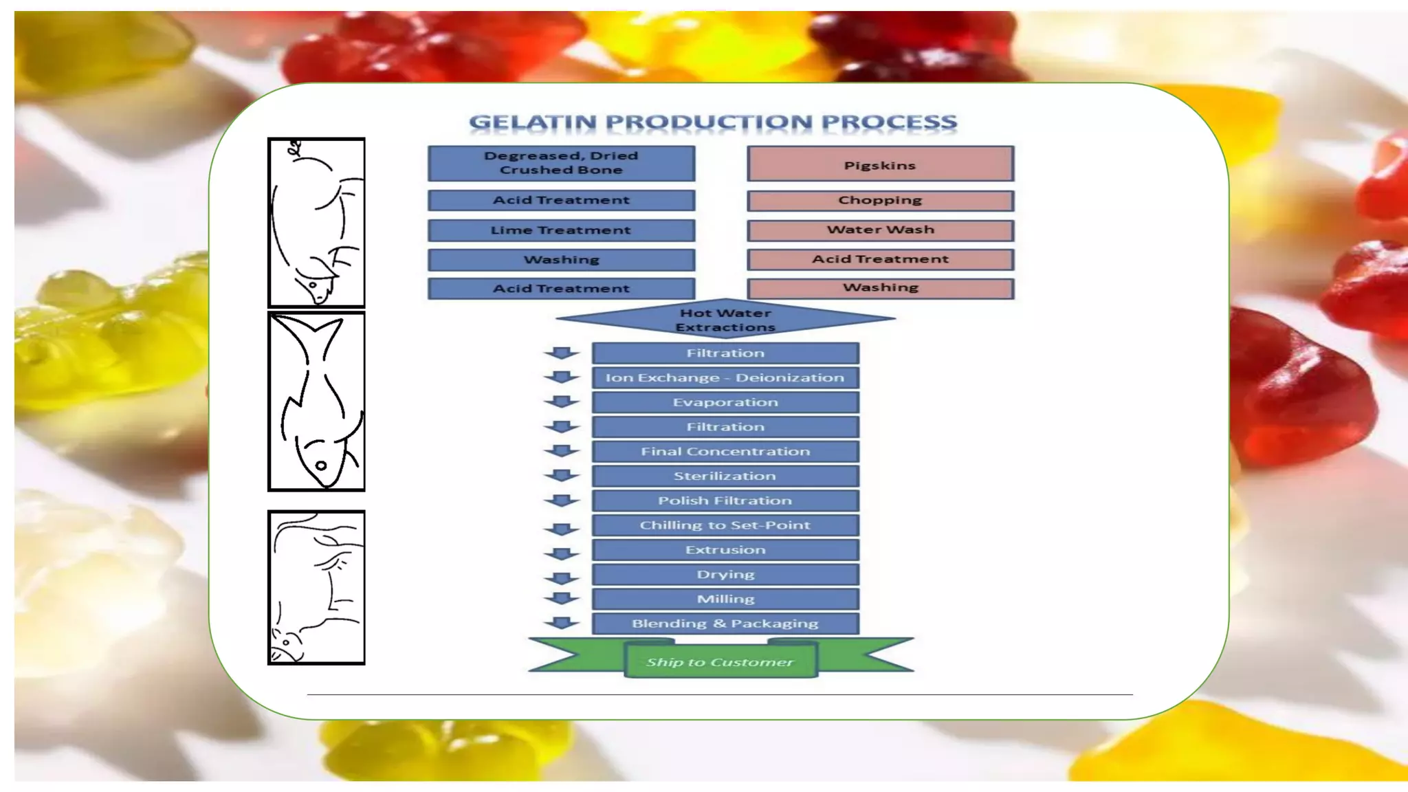 Gelatin : Project feasibility | PDF