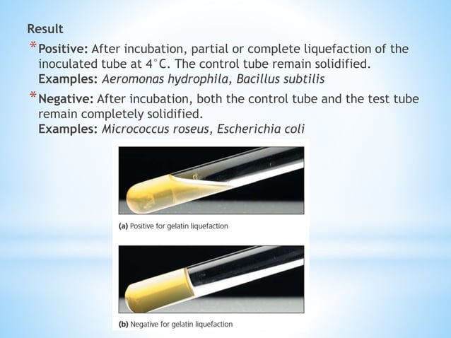 Gelatin hydrolysis test | PPTX