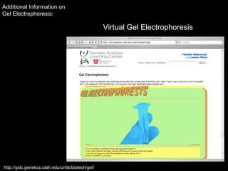 Gel electorphoresis lecture 2006 | PPT
