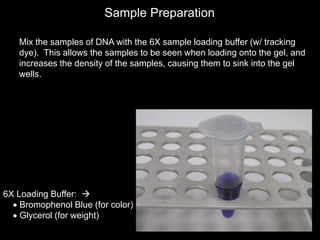 Gel Electorphoresis and its use in separation of DNA | PPT