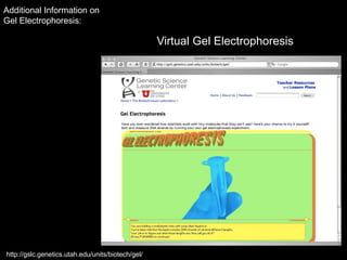 Gel Electorphoresis and its use in separation of DNA | PPT