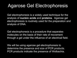Gel Electorphoresis and its use in separation of DNA | PPT