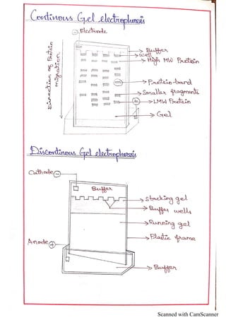 Gel electrophoresis | PDF