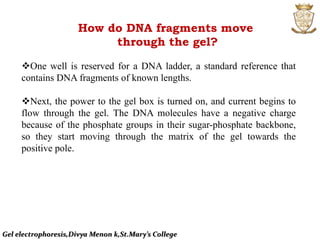 Gel electrophoresis | PPTX