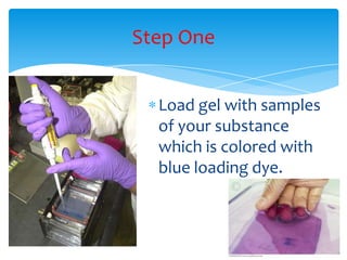 Gel electrophoresis | PPTX