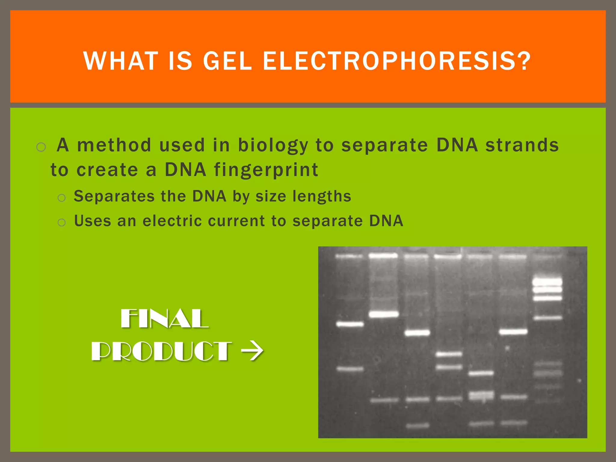Gel electrophoresis | PPTX