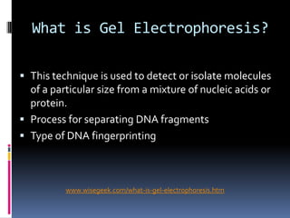 Gel Electrophoresis | PPT