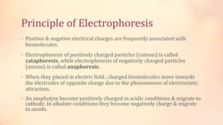 Gel electrophoresis | PPTX