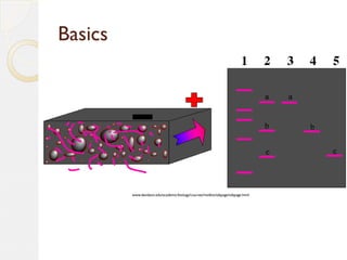 Gel electrophoresis | PPT