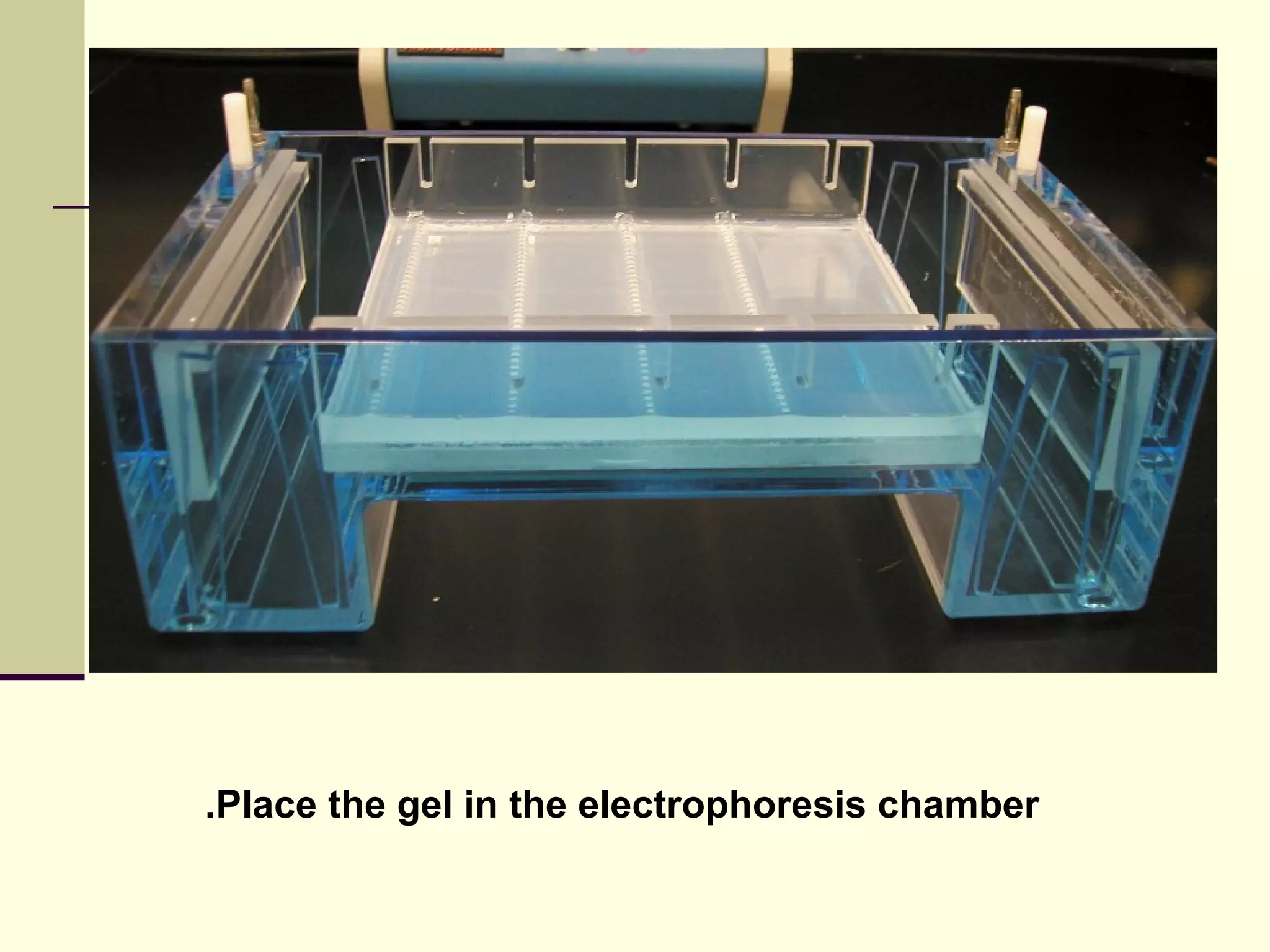 Gel electrophoresis | PPT
