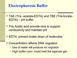 Gel electrophoresis | PPT