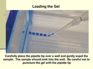 Gel electrophoresis | PPT