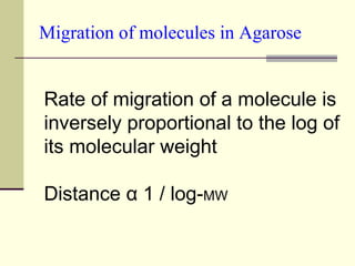 Gel electrophoresis | PPT