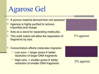 Gel electrophoresis | PPT