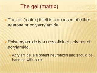 Gel electrophoresis.pptx