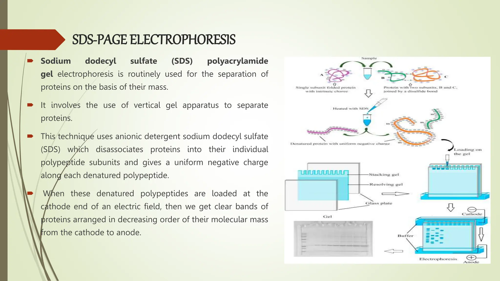 Gel electrophoresis.pptx