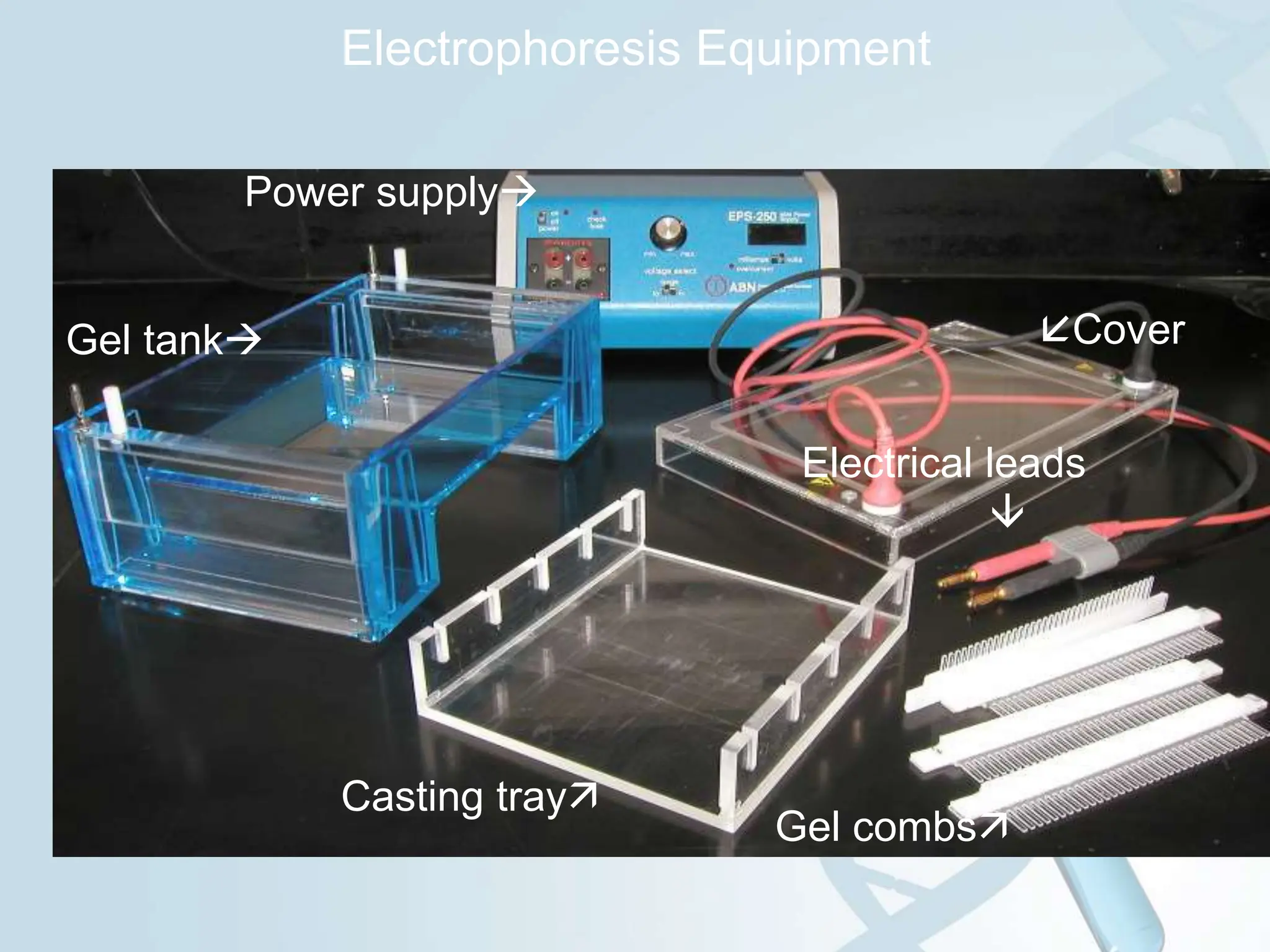 Gel Electrophoresis technology science a | PPSX