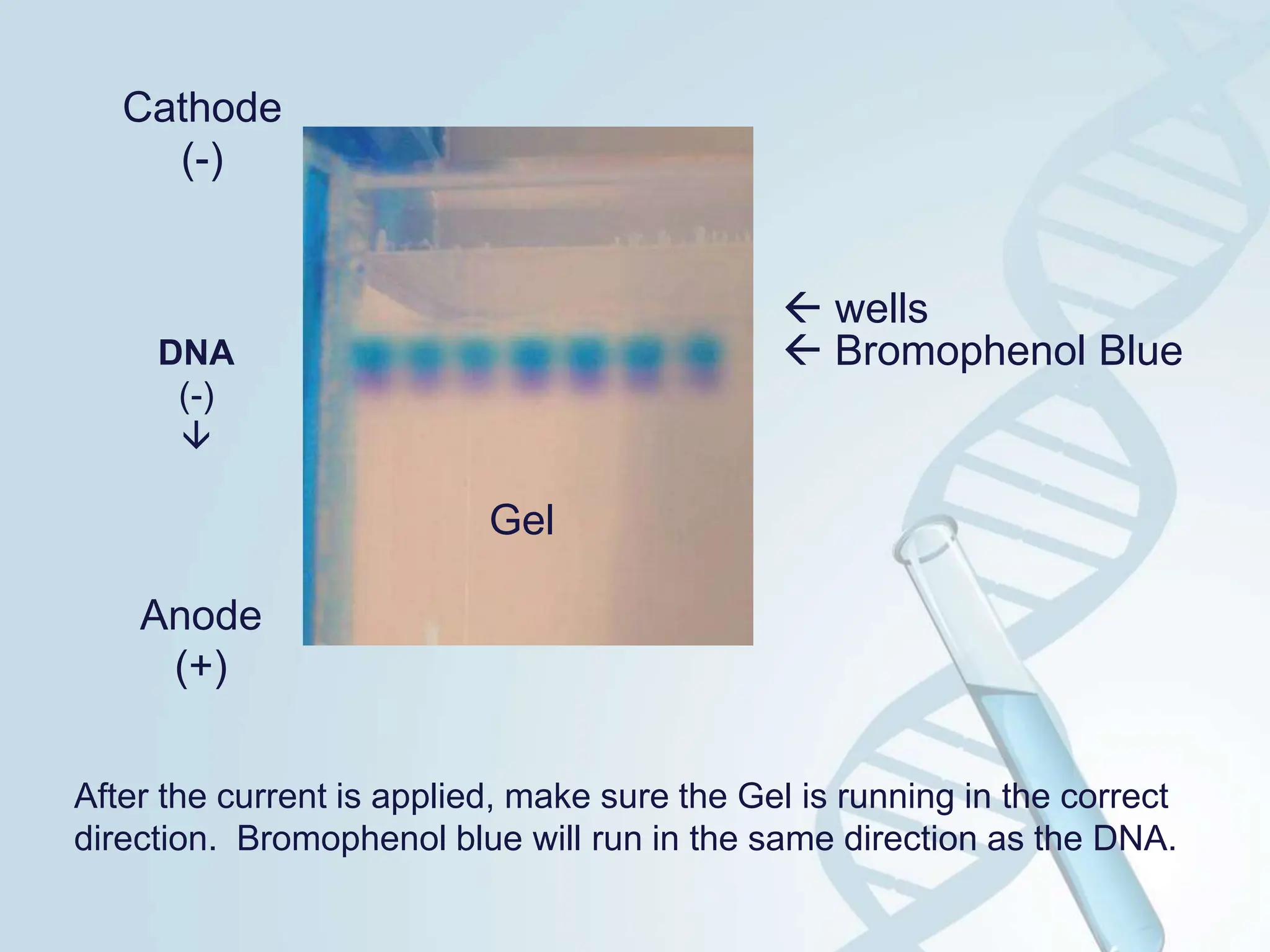 Gel Electrophoresis technology science a | PPSX