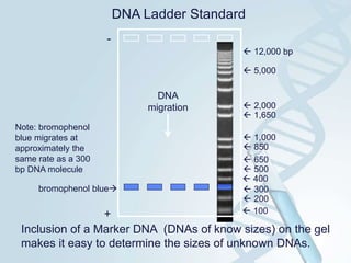 Gel Electrophoresis technology science a | PPSX