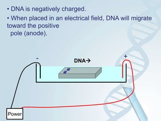 Gel Electrophoresis technology science a | PPT