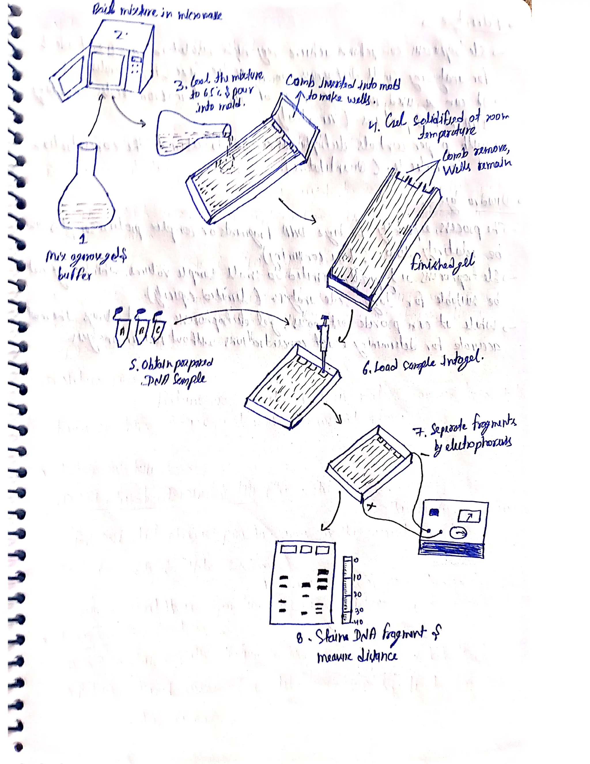 Gel Electrophoresis Short Hand Written Notes.pdf