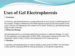 gelelectrophoresis.pptx................. | PPTX
