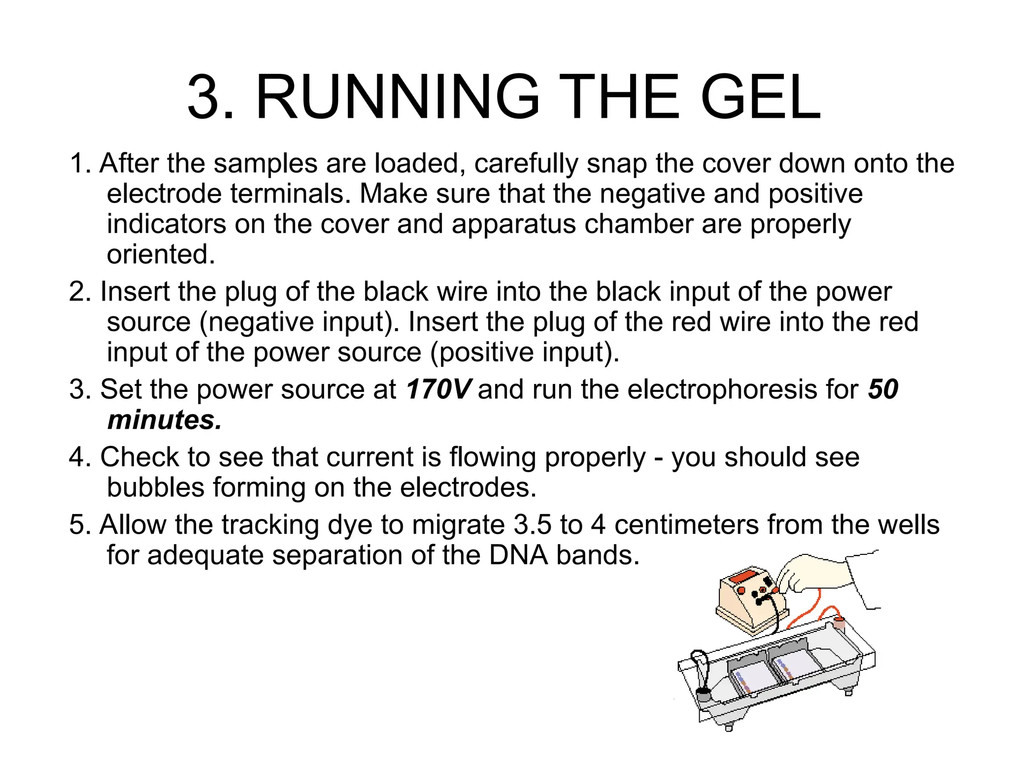 gel electrophoresis powerpoint on gel electrophoresis | PPT
