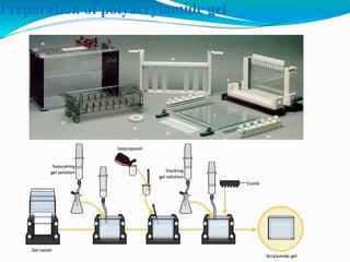 Comprehensive Guide to Gel Electrophoresis Techniques and Applications ...