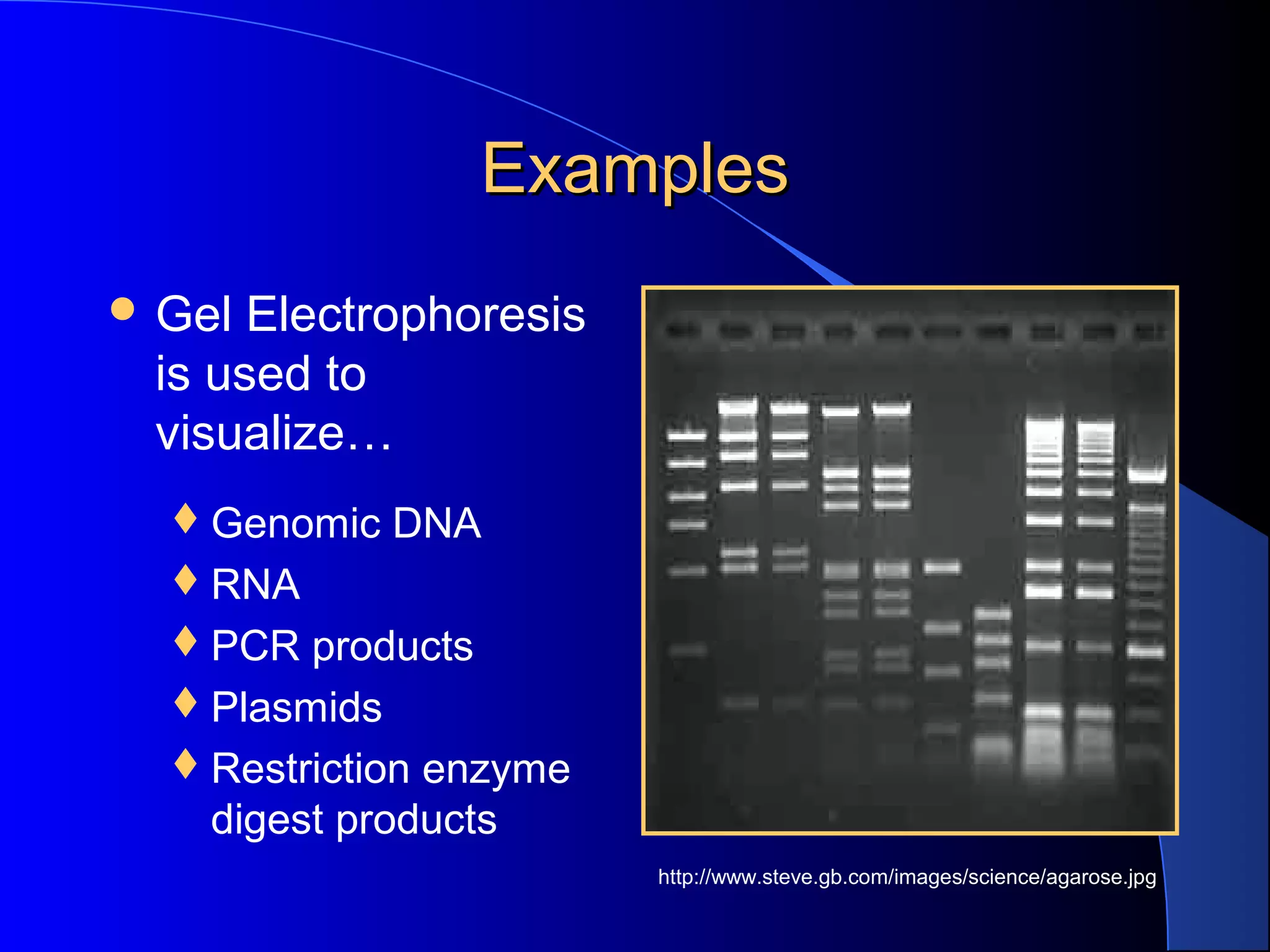 Gel electrophoresis 08 | PPT