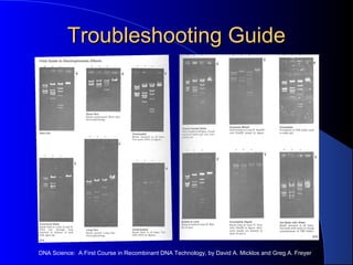 Gel electrophoresis 08 | PPT