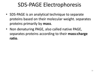 Gel Electrophoresis | PPTX