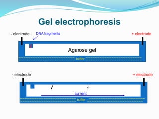 gelelectrophoresisfin-170426110518.pdf