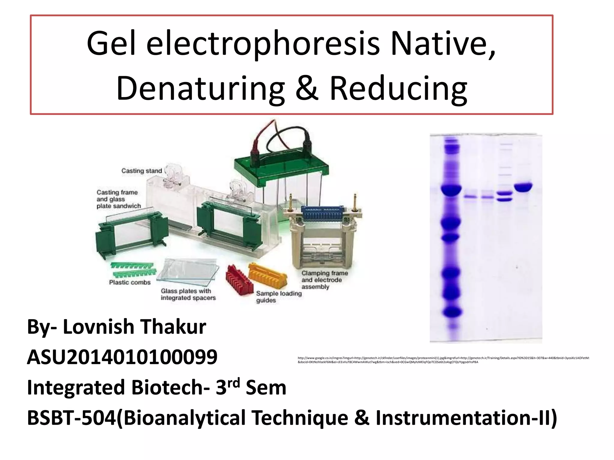 Gel electrophoresis native, denaturing&reducing | PPTX