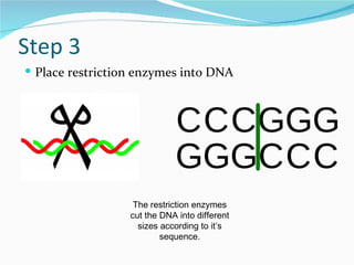 Gel electrophoresis power point | PPT