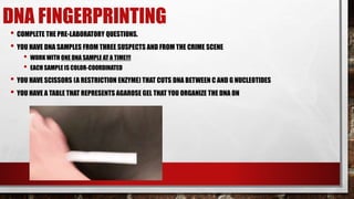 Gel electrophoresis power point | PPTX | Genetics | Science