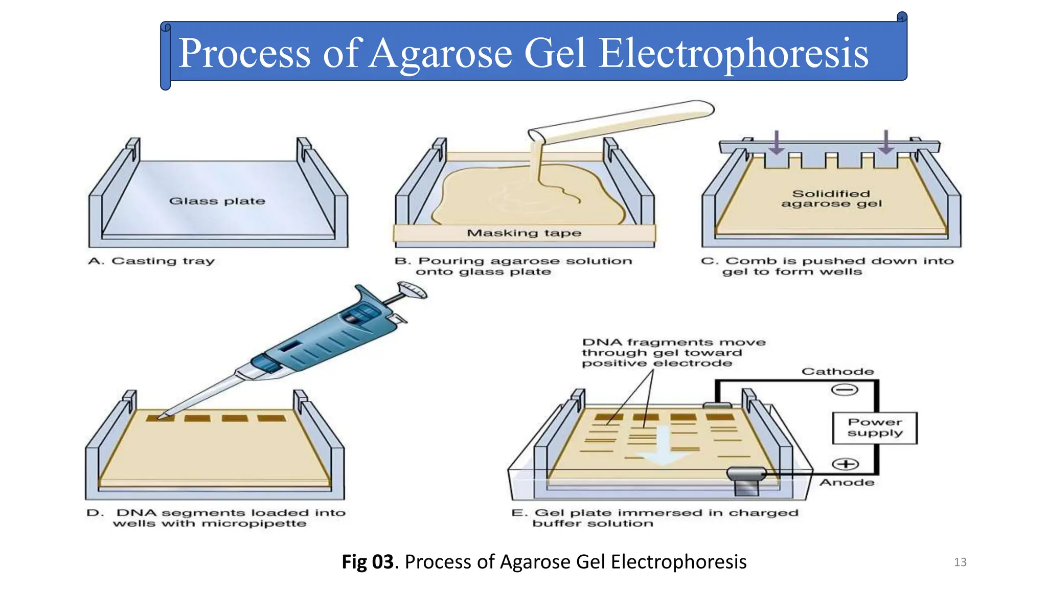 Gel Electrophoresis, ITS FACTOR AFFECTING, ITS TYPES,NORMAL METHODOLOGY ...