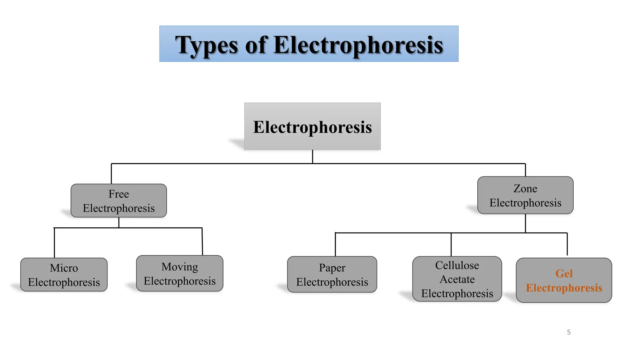 Gel Electrophoresis, ITS FACTOR AFFECTING, ITS TYPES,NORMAL METHODOLOGY ...