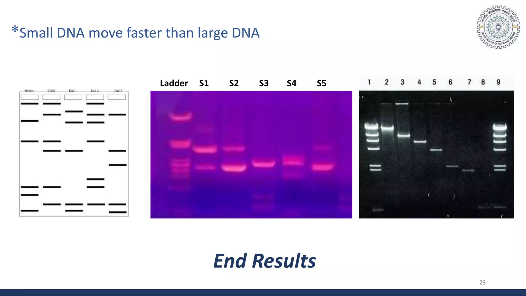 Gel electrophoresis practical | PPTX