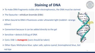 Gel electrophoresis practical | PPTX | Chemistry | Science