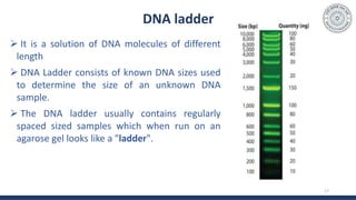 Gel electrophoresis practical | PPTX | Chemistry | Science