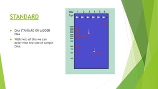 Gel electrophoresis presentation | PPTX