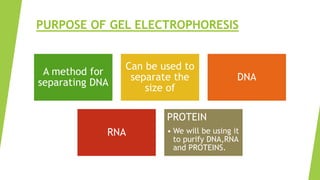 Gel electrophoresis presentation | PPT