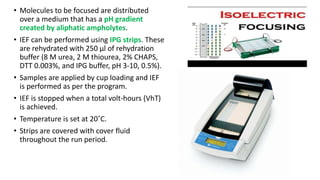 Gel Electrophoresis (suchita rawats conflicted copy 2023-04-28) (1).pptx