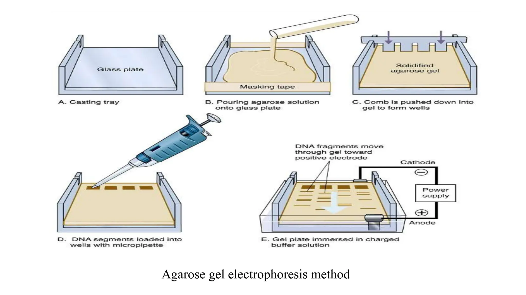 GEL ELECTROPHORESIS WITH BLOT TECHNIQUES.pptx