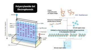 GEL ELECTROPHORESIS WITH BLOT TECHNIQUES.pptx