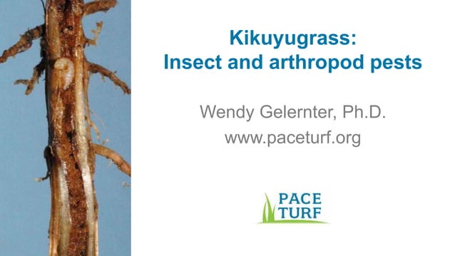 Kikuyugrass insect and arthropod pests | PPT
