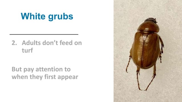 Kikuyugrass insect and arthropod pests | PPT