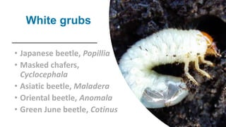 Kikuyugrass insect and arthropod pests | PPT